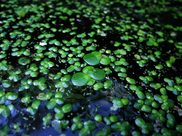 Все о черном лебеде: место обитания птицы, интересные факты, информация